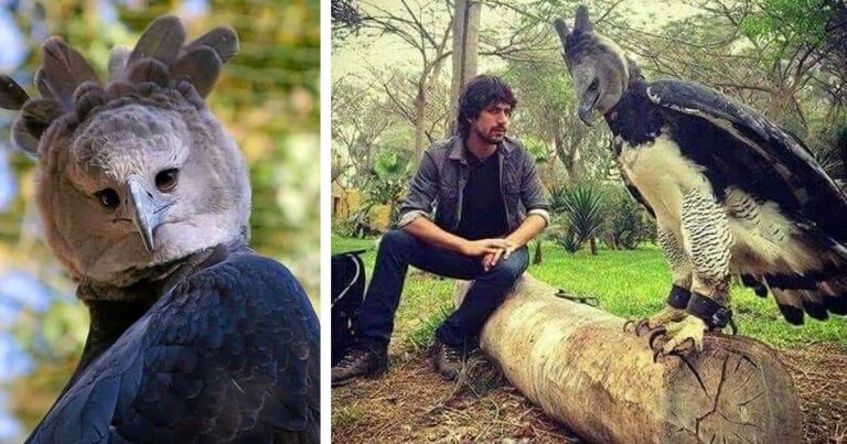 Arpia? No! Il vero proprietario dell'artiglio. - Regno Animalia